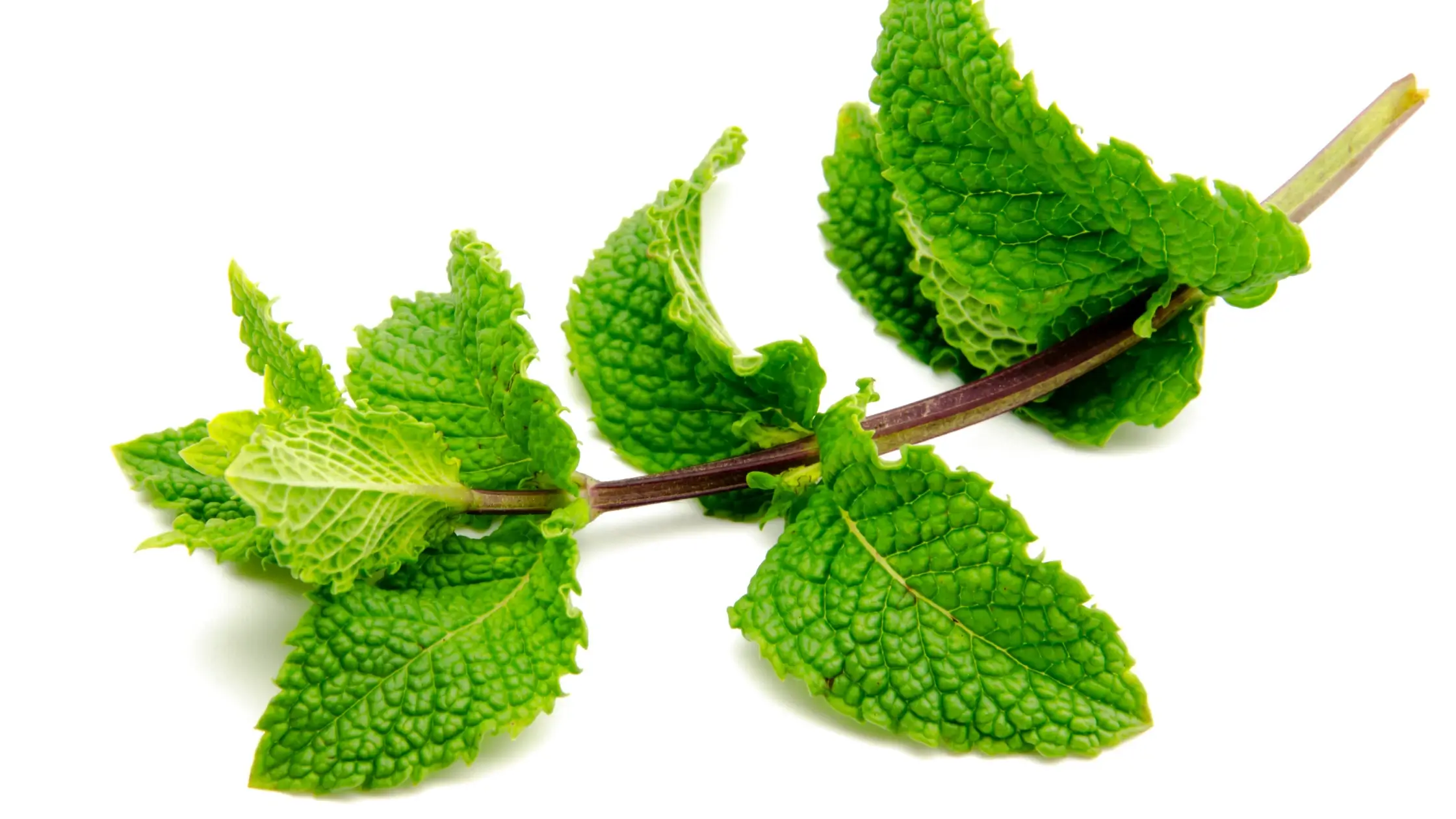 Gyógynövénytár - Gyógynövények A-tól Z-ig